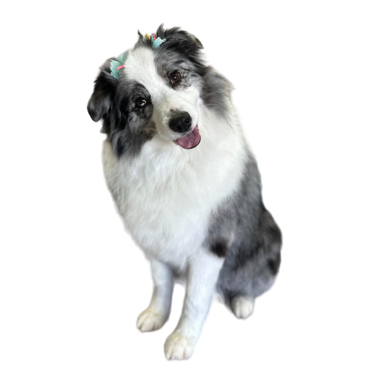 Doggy N Style - Doggy N Styles